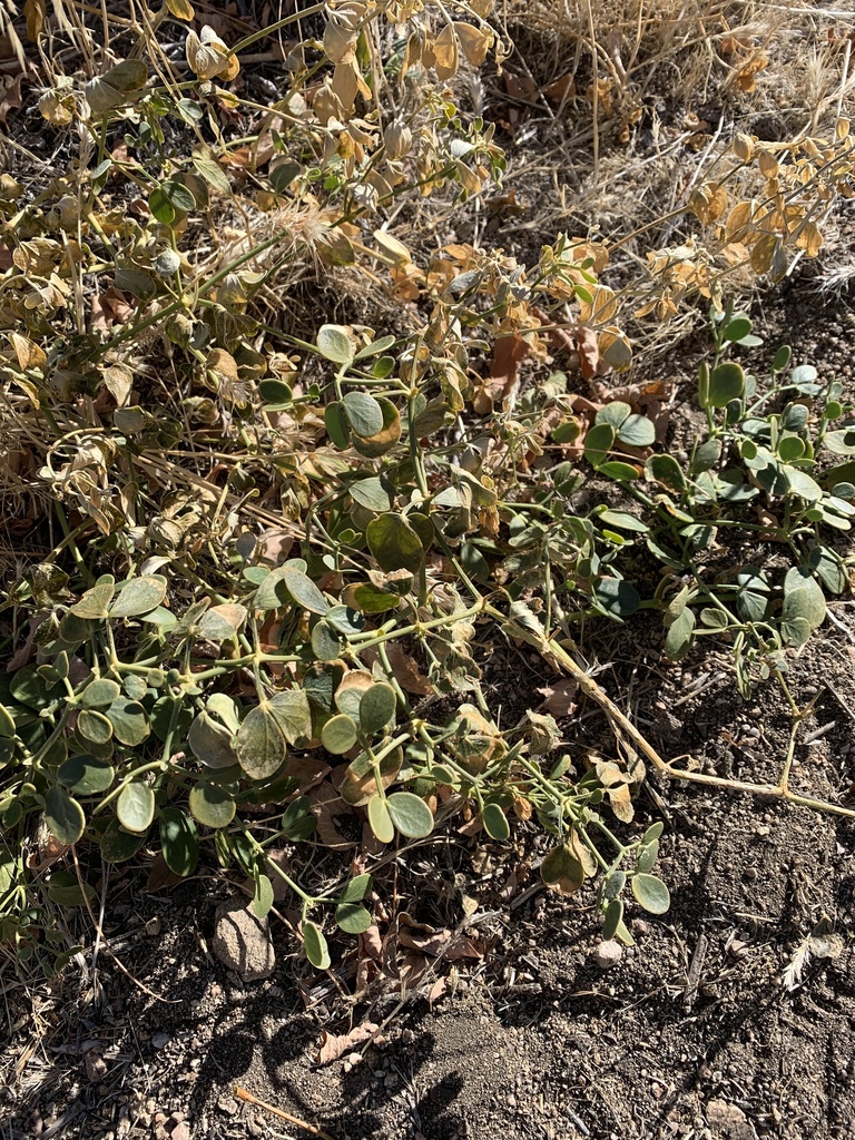 Syrian bean-caper from Bowen Ranch Rd, Apple Valley, CA, US on November ...