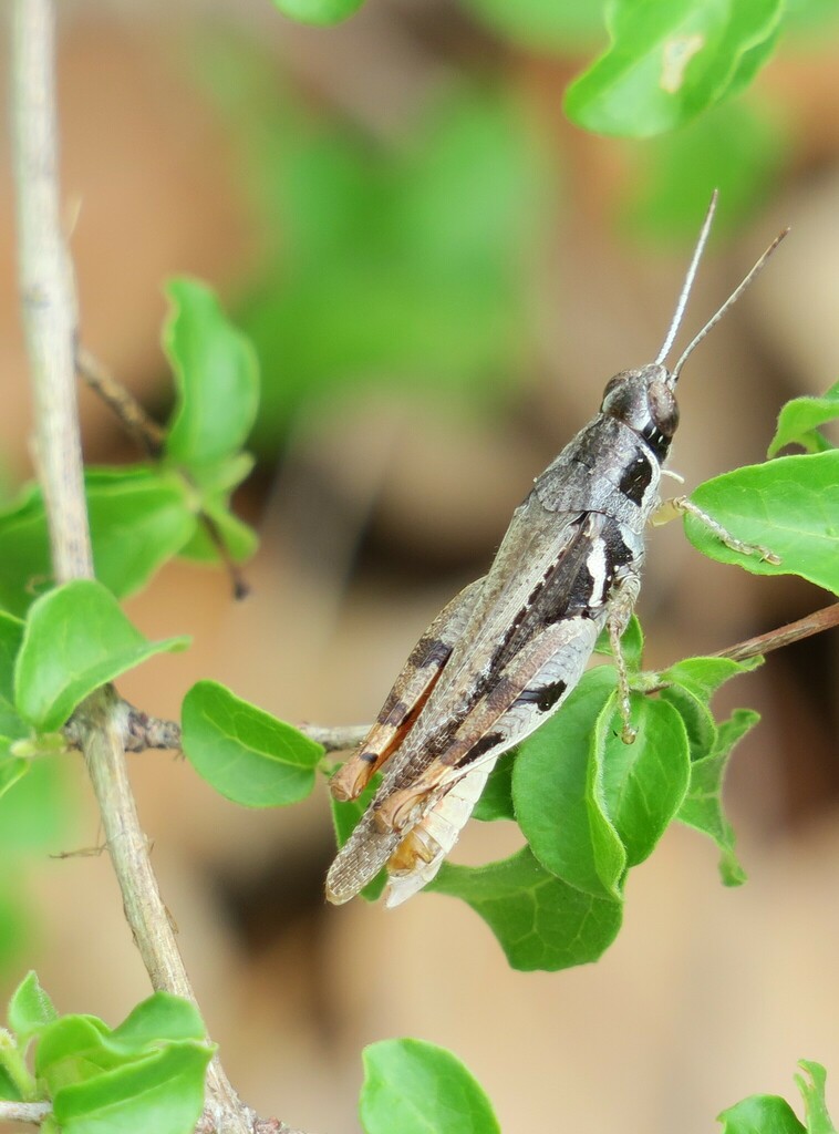 Spur-throated Grasshoppers from Zambezi Region, Namibia on November 26 ...