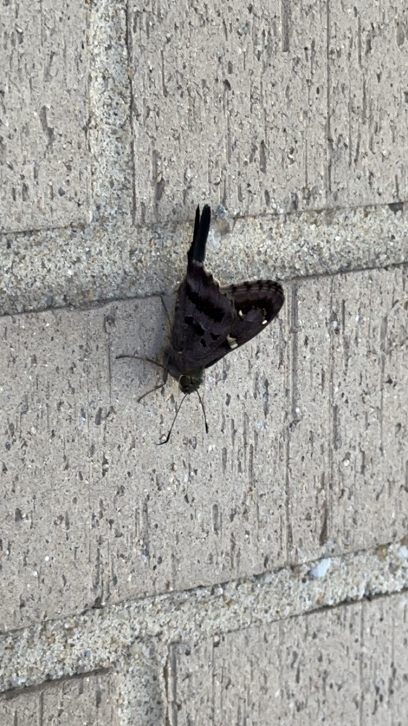 Long-tailed Skipper from College of Coastal Georgia, Brunswick, GA, US ...