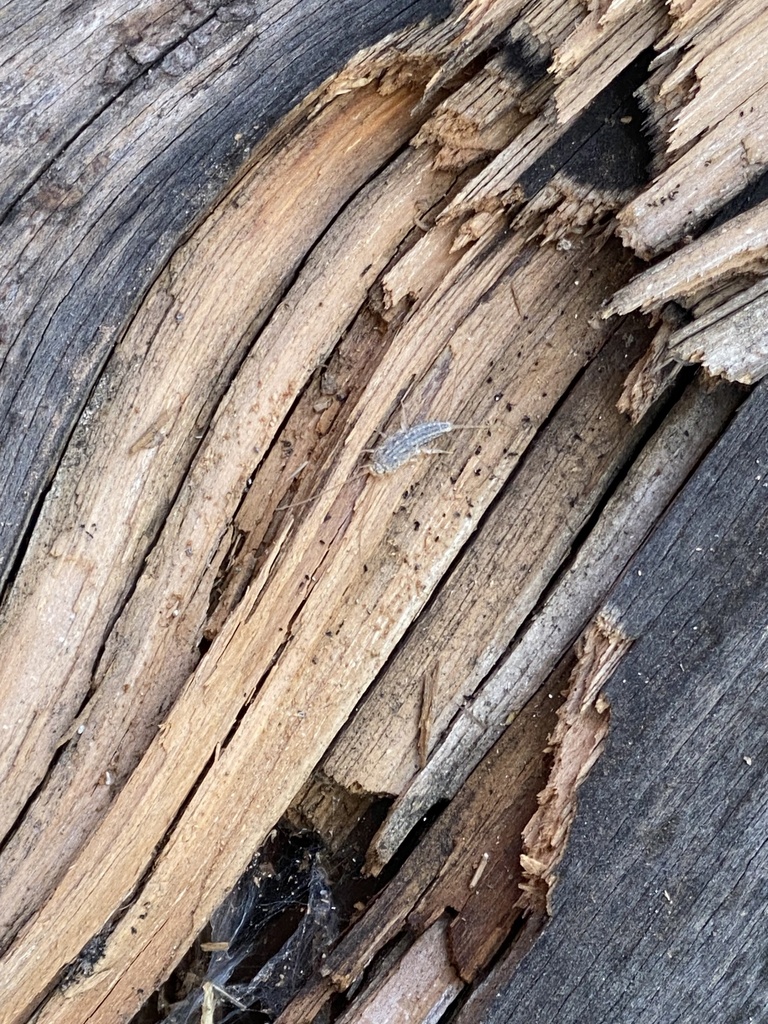 Common Rough Woodlouse from Boulevard Emilio Arizpe de la Maza ...