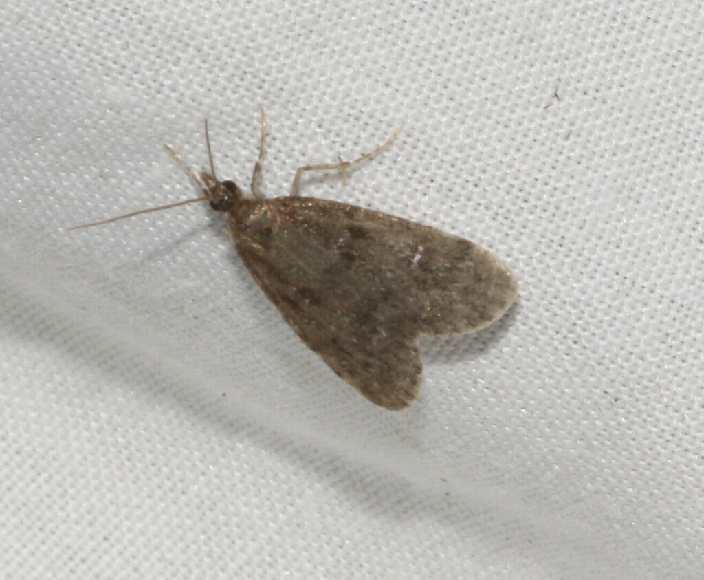 Dark Brown Scoparia Moth from Mont-Joli, QC, Canada, 1101 rue Lussier ...