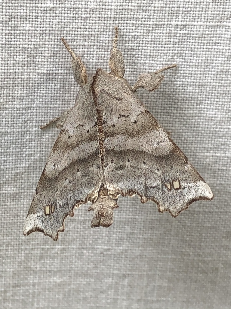 Angel Moth from Ward Pound Ridge Reservation, Pound Ridge, NY, US on ...