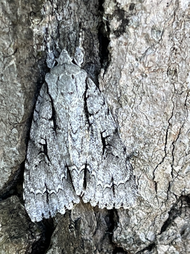 Greater Oak Dagger from Ward Pound Ridge Reservation, Pound Ridge, NY ...