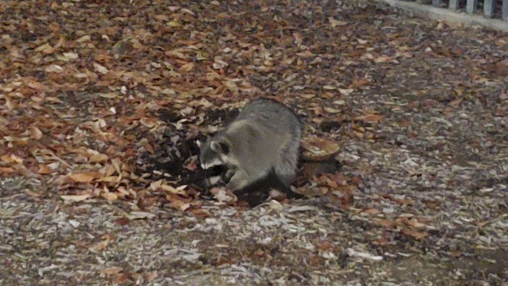 Common Raccoon from San Diego County, US-CA, US on November 26, 2023 at ...