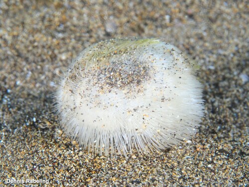 Ova canalifera · iNaturalist Mexico