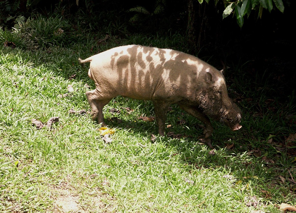 Western Bearded Pig in August 2007 by Julien Bottinelli. KONICA MINOLTA ...