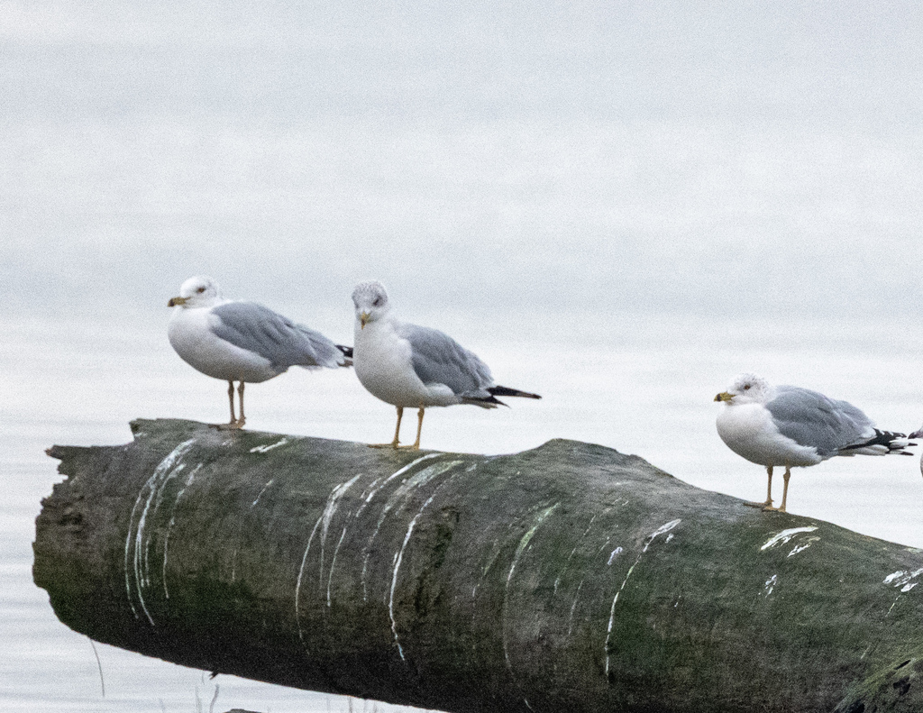 Large White-headed Gulls from Richmond, BC, Canada on November 26, 2023 ...