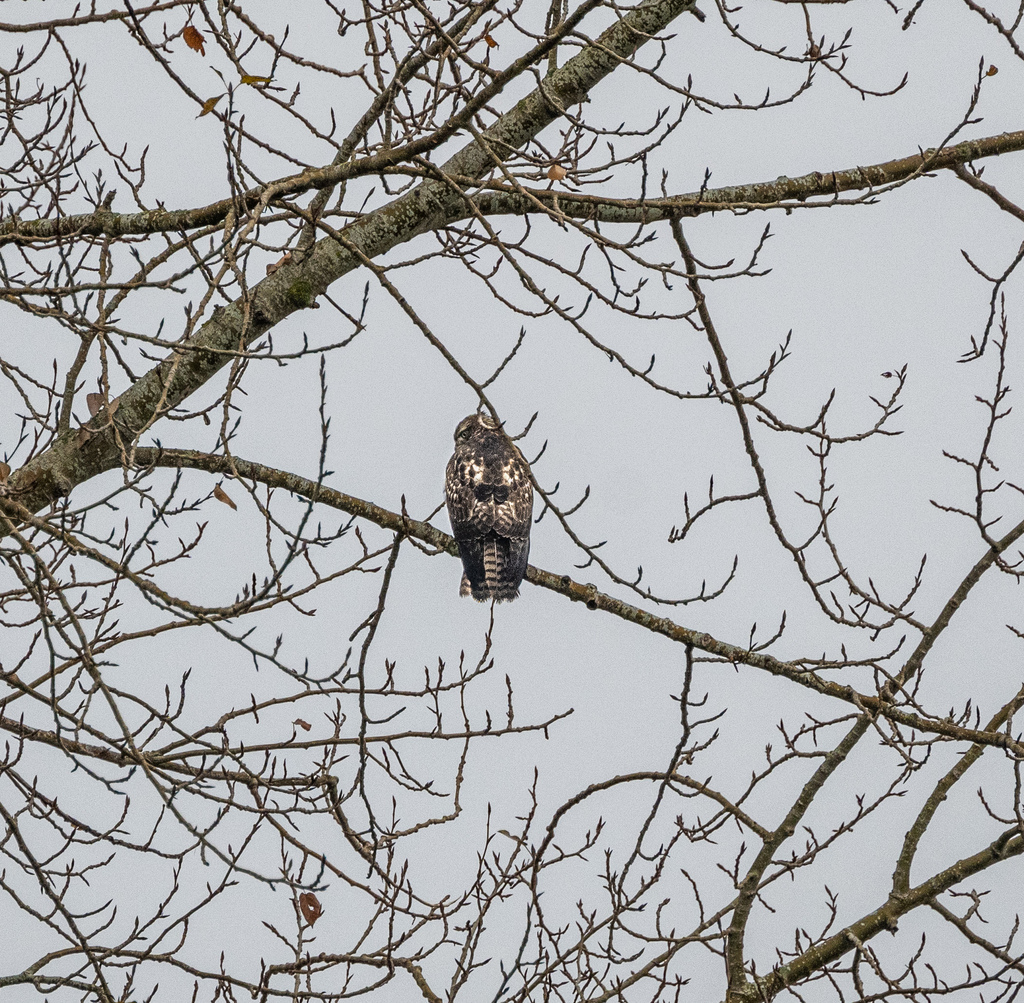 Red-tailed Hawk from Richmond, BC, Canada on November 26, 2023 at 12:02 ...