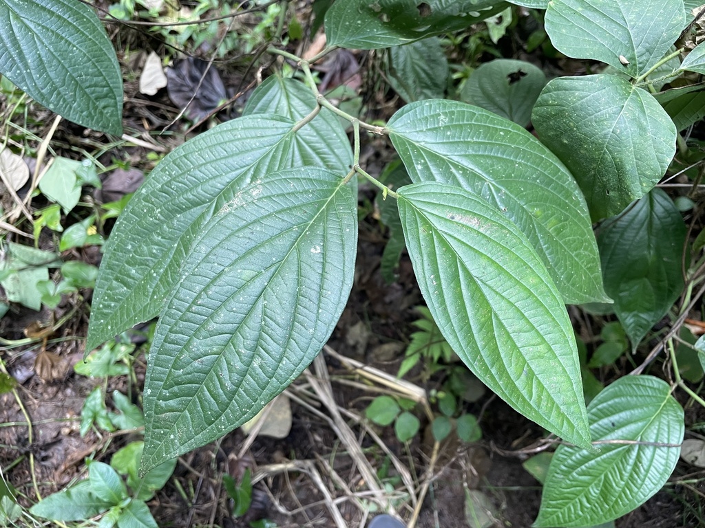 Piper hispidum in November 2023 by Steve Maldonado Silvestrini ...