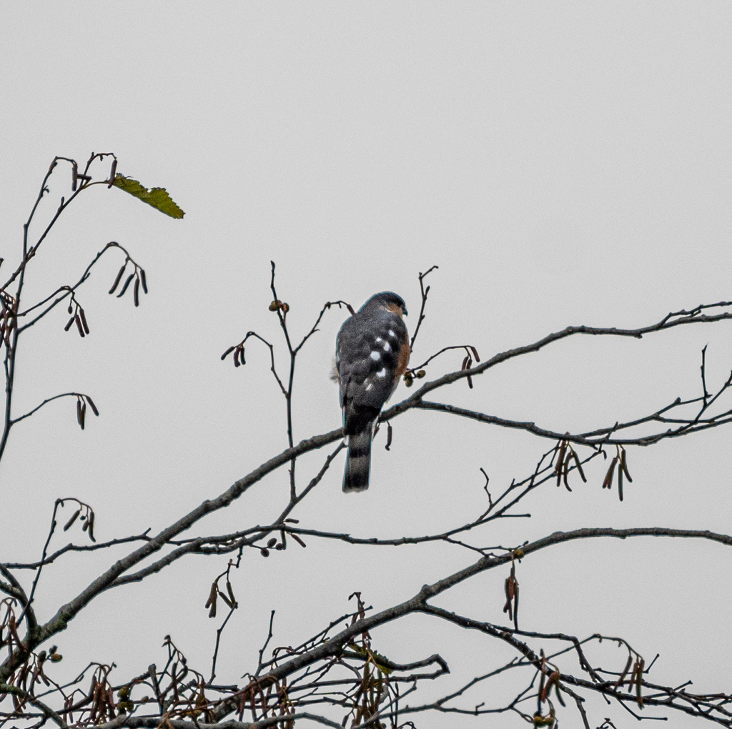 Sharp-shinned Hawk from Richmond, BC, Canada on November 26, 2023 at 01 ...