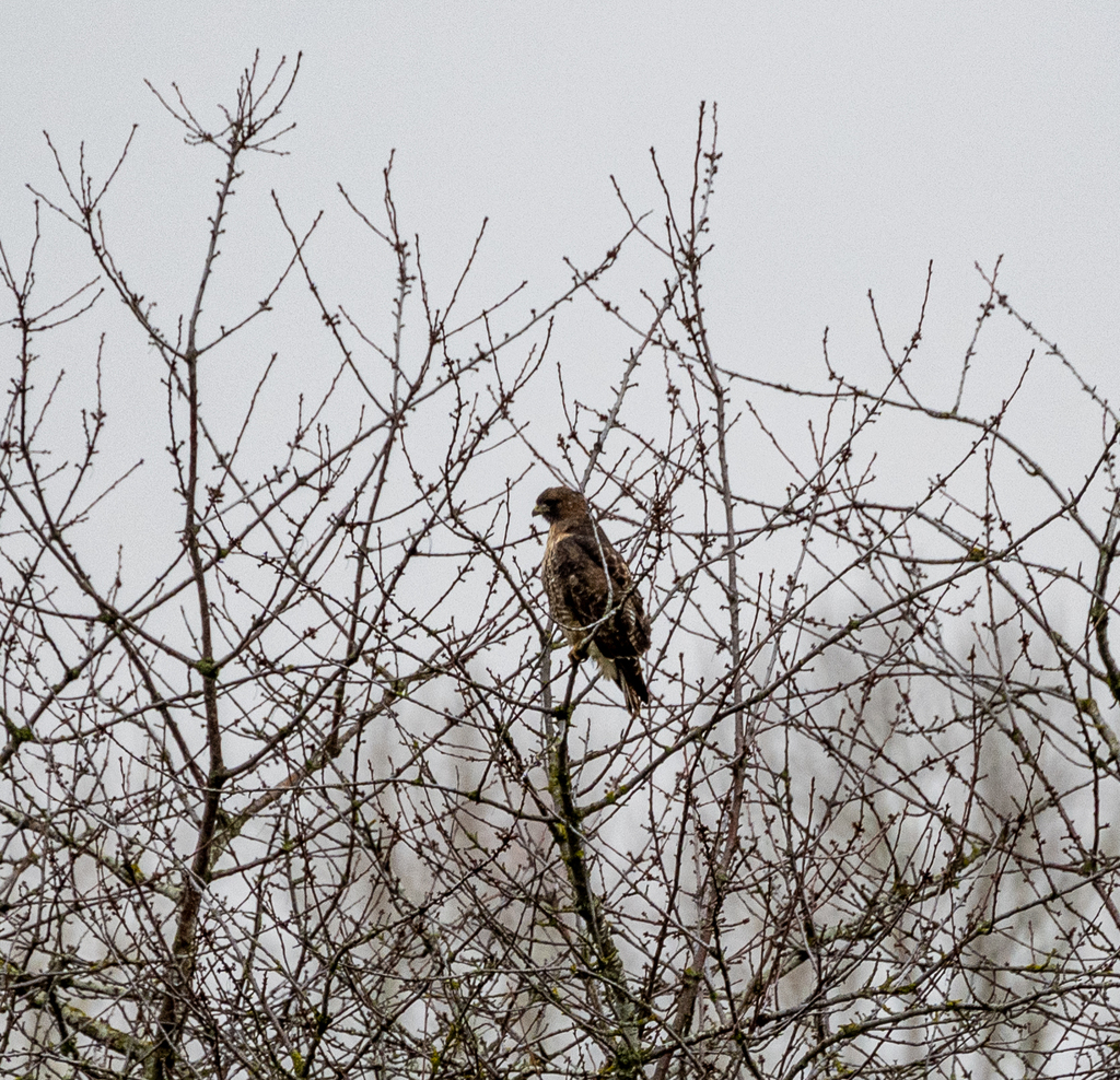 Red-tailed Hawk from Richmond, BC, Canada on November 26, 2023 at 01:01 ...