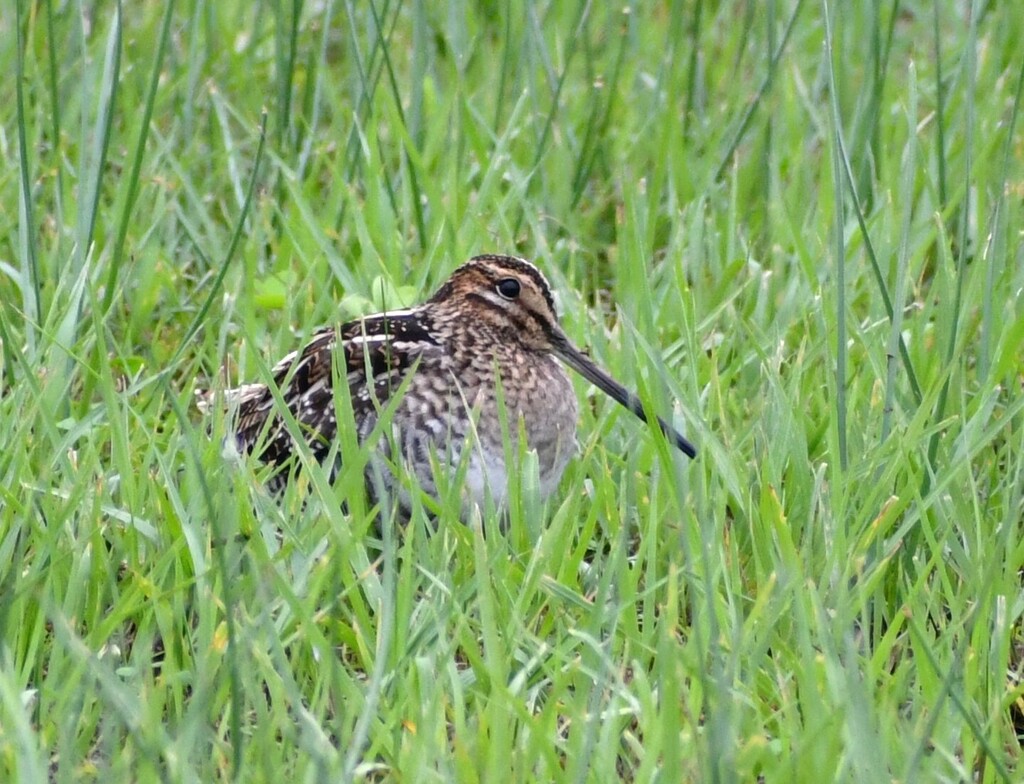 Wilson's Snipe from Nueces County, TX, USA on November 28, 2023 at 09: ...