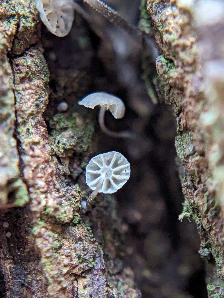 Mycena clavularis from Vancouver, BC V6S, Canada on November 28, 2023 ...