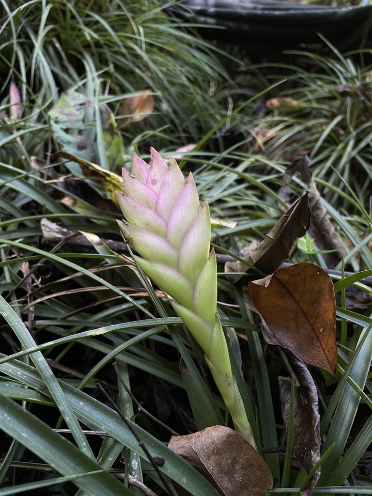 Pink quill in November 2023 by Steve Maldonado Silvestrini · iNaturalist