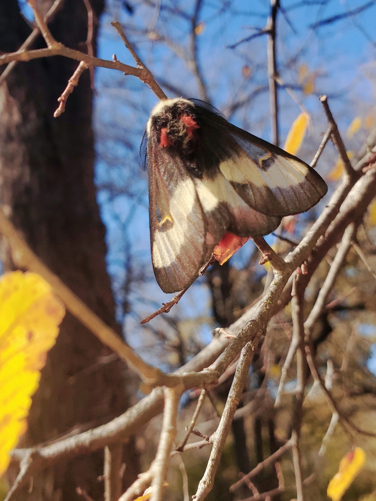 Texas Buck Moth from Brazos Bend, TX 76048, USA on November 28, 2023 at ...