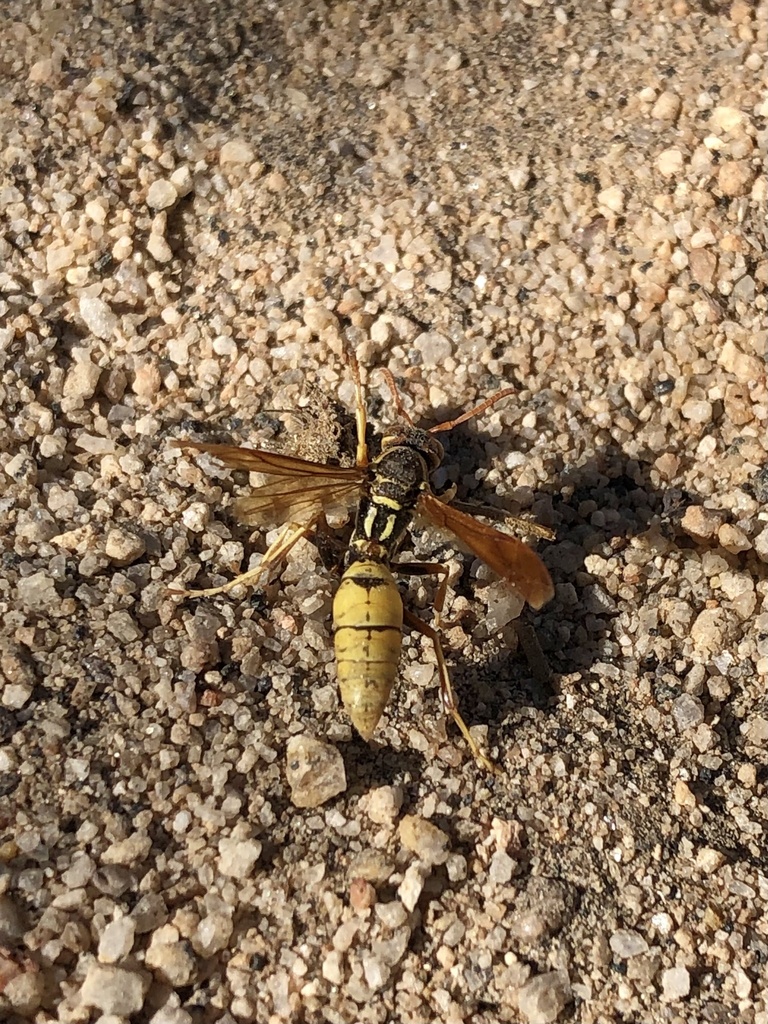 Golden Paper Wasp from Cleveland National Forest, Ramona, CA, US on ...