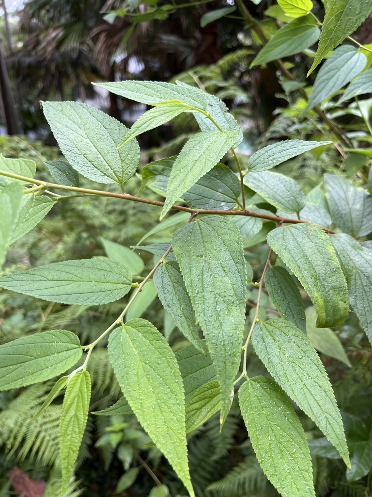 Nettle Tree from Palmgrove Rd, Avalon Beach, NSW, AU on November 28 ...