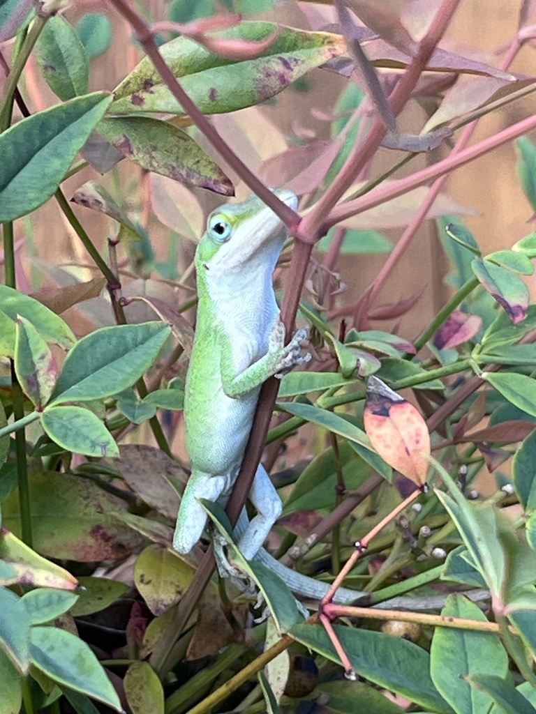 Green Anole from Texas State University, San Marcos, TX, US on October ...