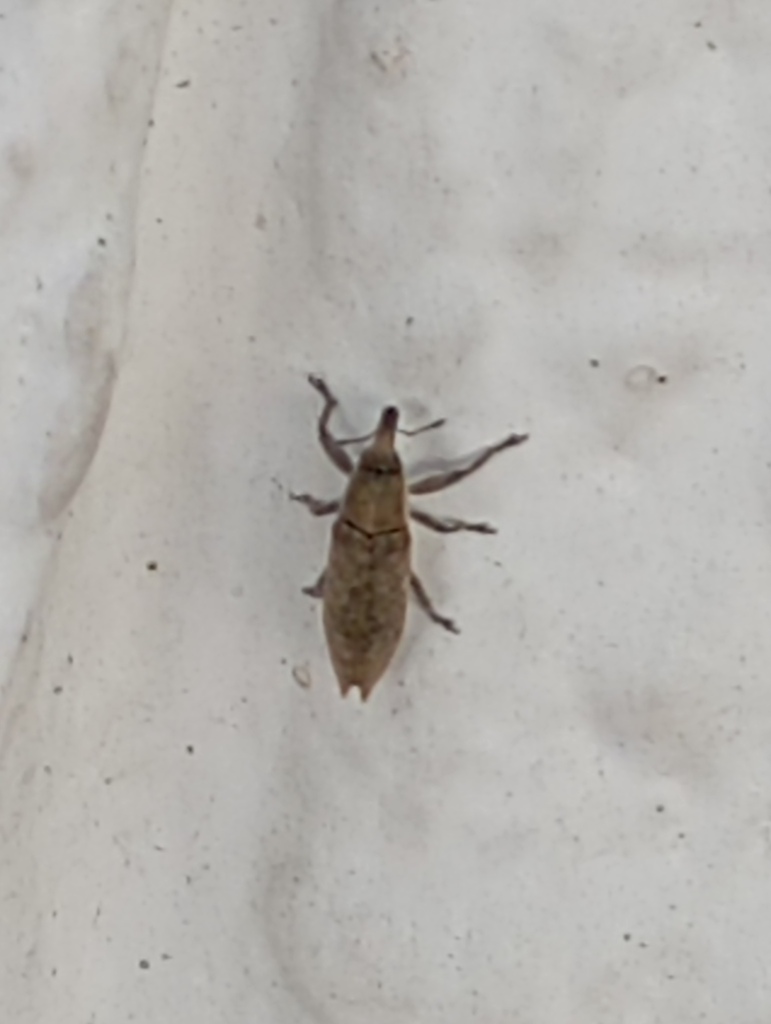 Gasteroclisus augurius from 2080 Almeirim, Portugal on November 9, 2023 ...