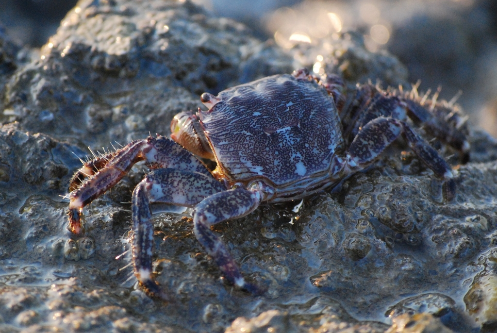 Marbled Crab from Kato Guwes 700 14, Grecja on July 3, 2010 at 07:18 PM ...