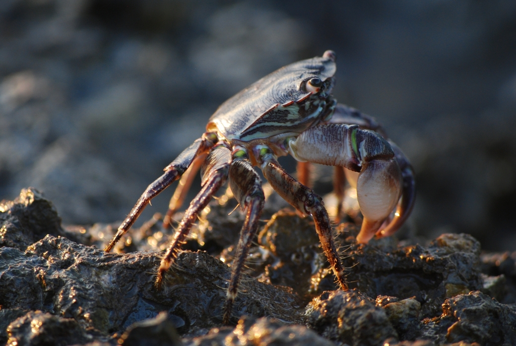 Marbled Crab from Kato Guwes 700 14, Grecja on June 29, 2010 at 07:30 ...
