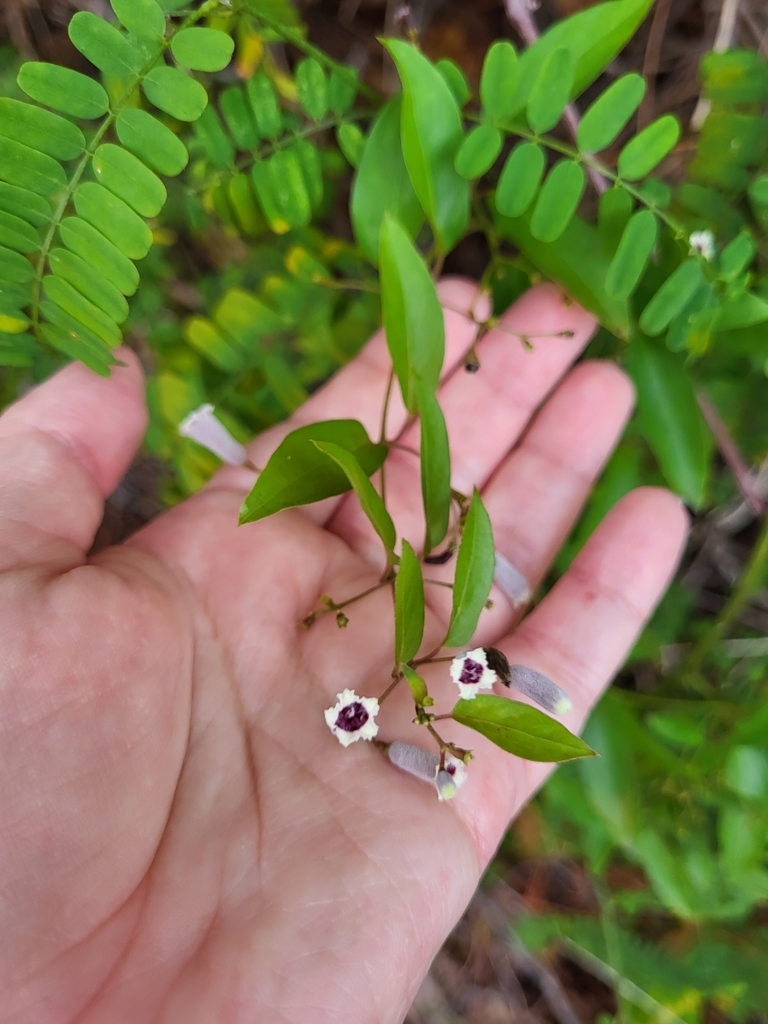 skunk vine in November 2023 by Melissa · iNaturalist