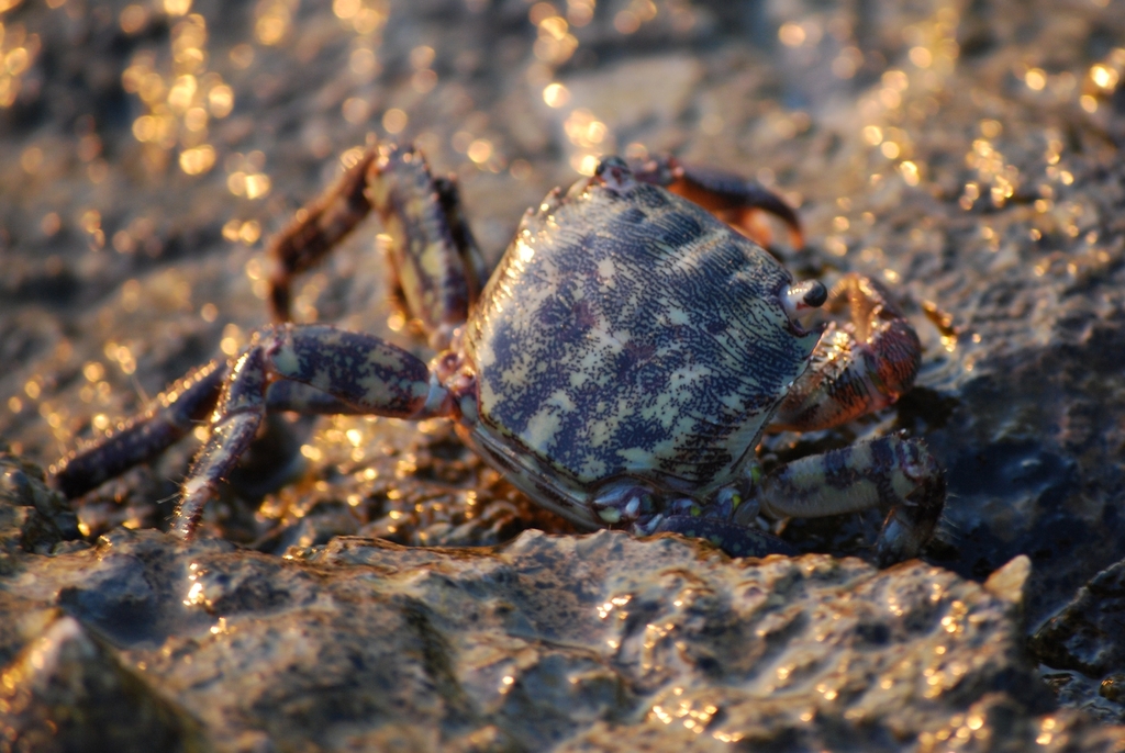 Marbled Crab from Kato Guwes 700 14, Grecja on June 29, 2010 at 07:35 ...