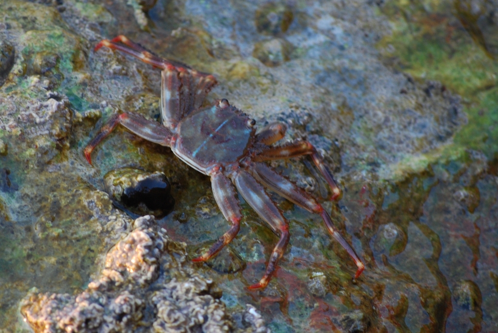 Nimble Spray Crab from Kato Guwes 700 14, Grecja on June 29, 2010 at 07 ...