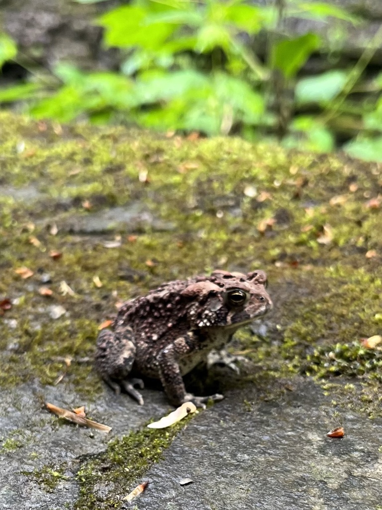 American Toad from Watkins Glen State Park, Watkins Glen, NY, US on ...