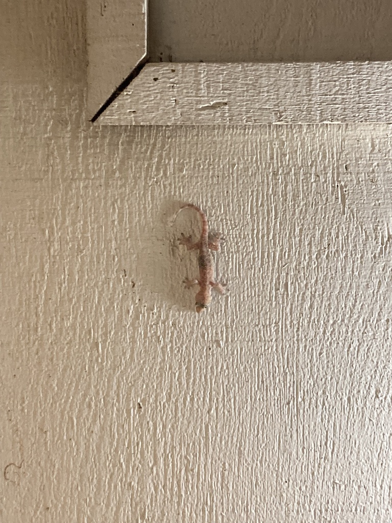 Mediterranean House Gecko from Old Ranch Rd 12, San Marcos, TX, US on ...
