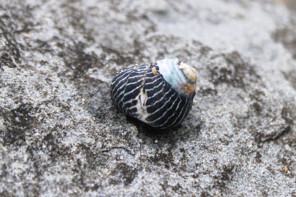 Zebra Top Snail from Australia on November 24, 2023 at 03:59 PM by Boaz ...