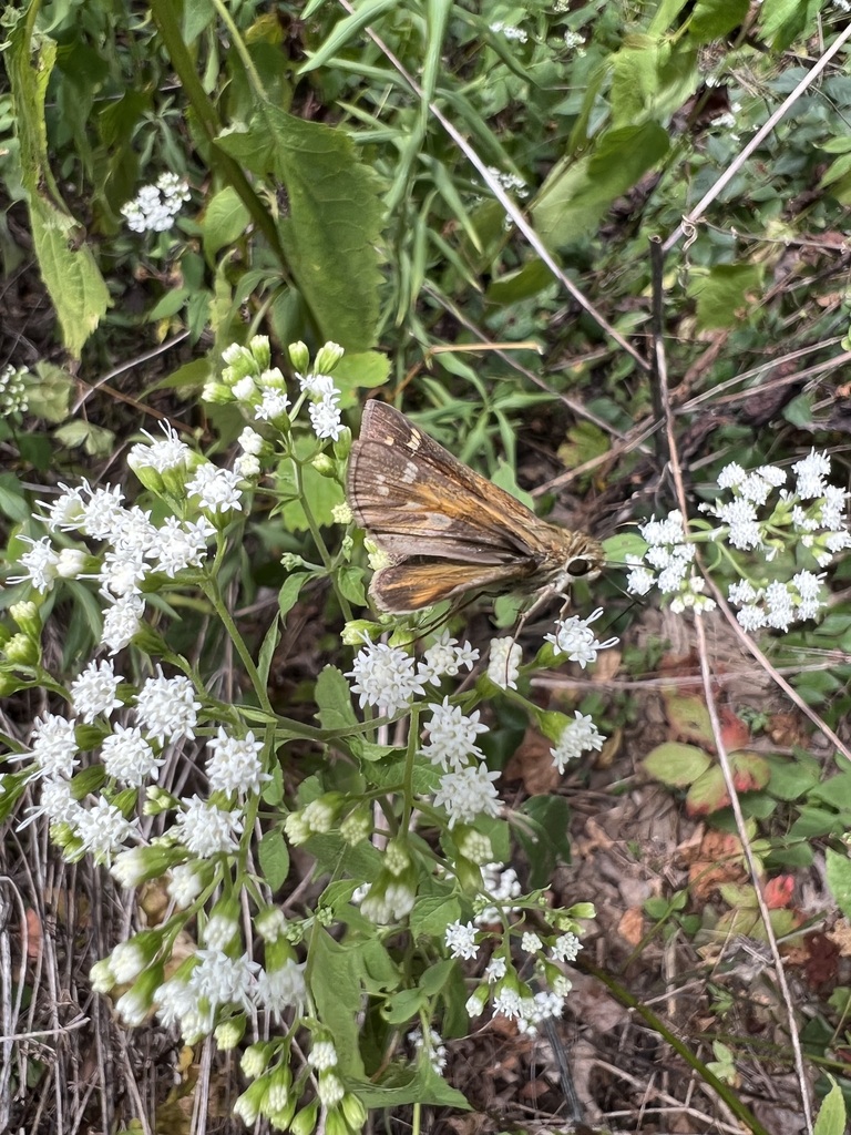Huron Sachem in September 2023 by Jessee J. Smith · iNaturalist
