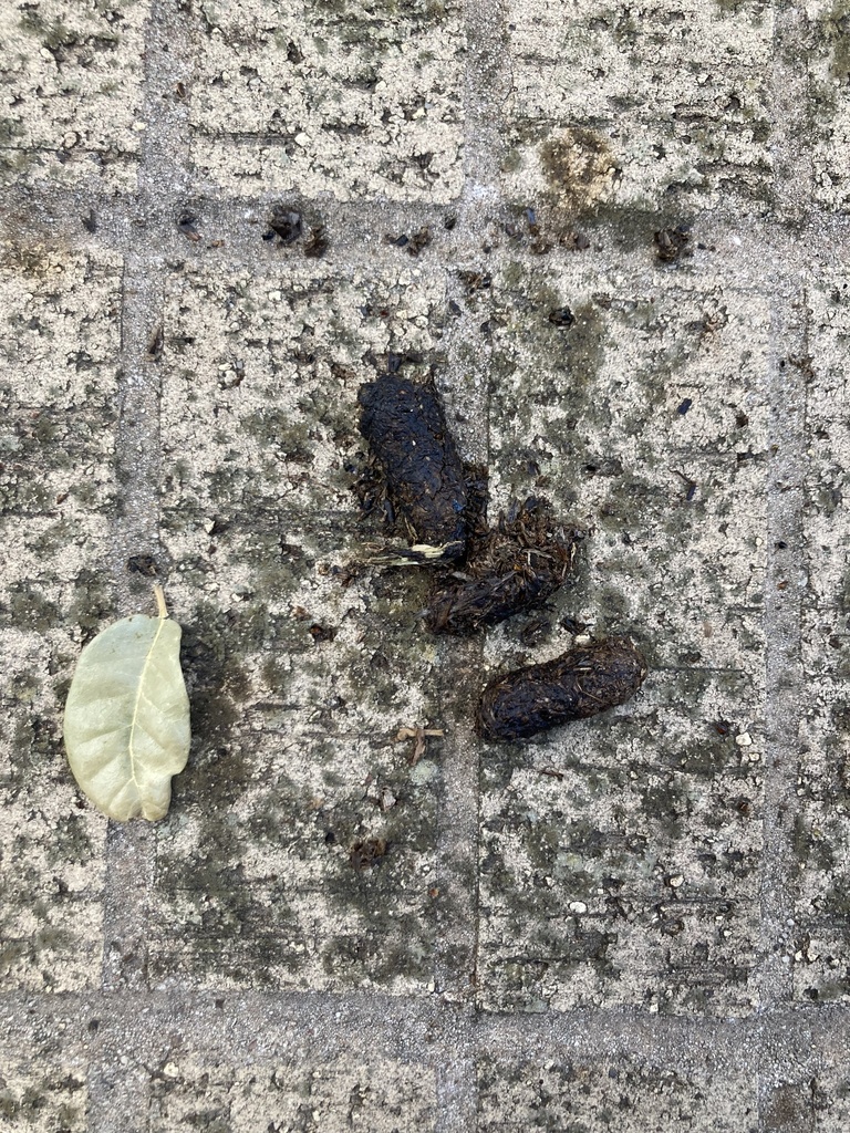 Striped Skunk from Texas State University, San Marcos, TX, US on ...