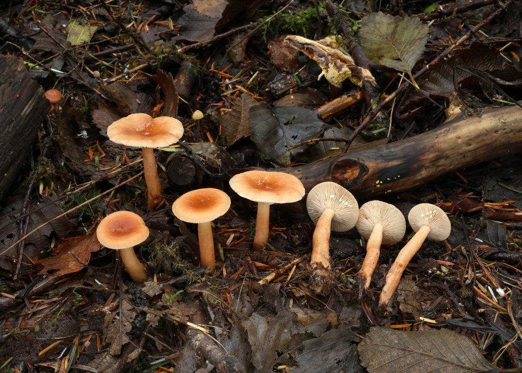 Lactarius luculentus laetus from Sudden Valley, WA 98229, USA on ...