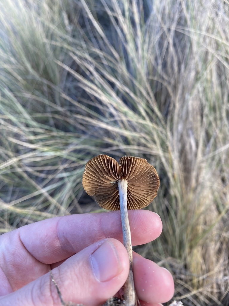 Wavy Cap in November 2023 by tpg5 · iNaturalist