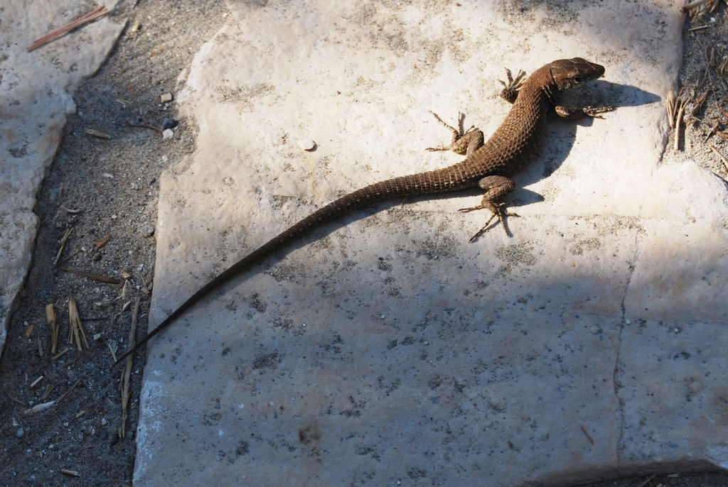 Blue-throated Keeled Lizard from Ionian Islands, Peloponnese, Western ...