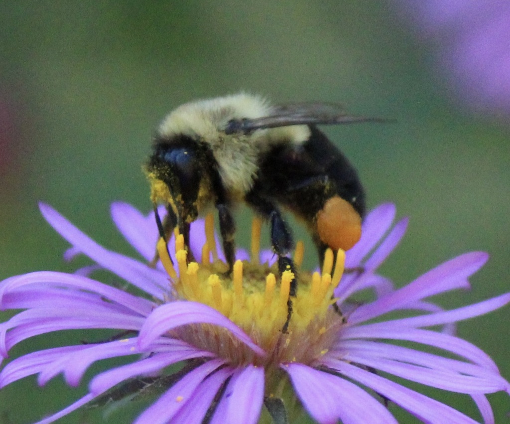 Common Eastern Bumble Bee from Woodlawn, OH 45215, USA on September 24 ...