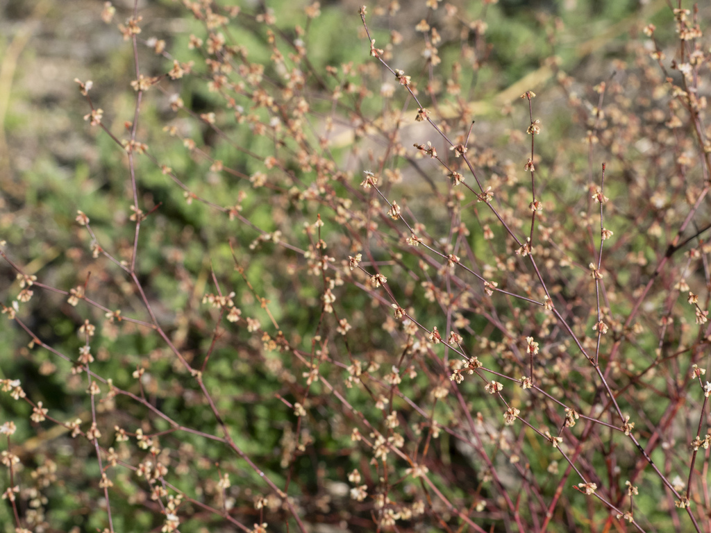Slender Woolly Buckwheat from San Diego County, CA, USA on November 28 ...