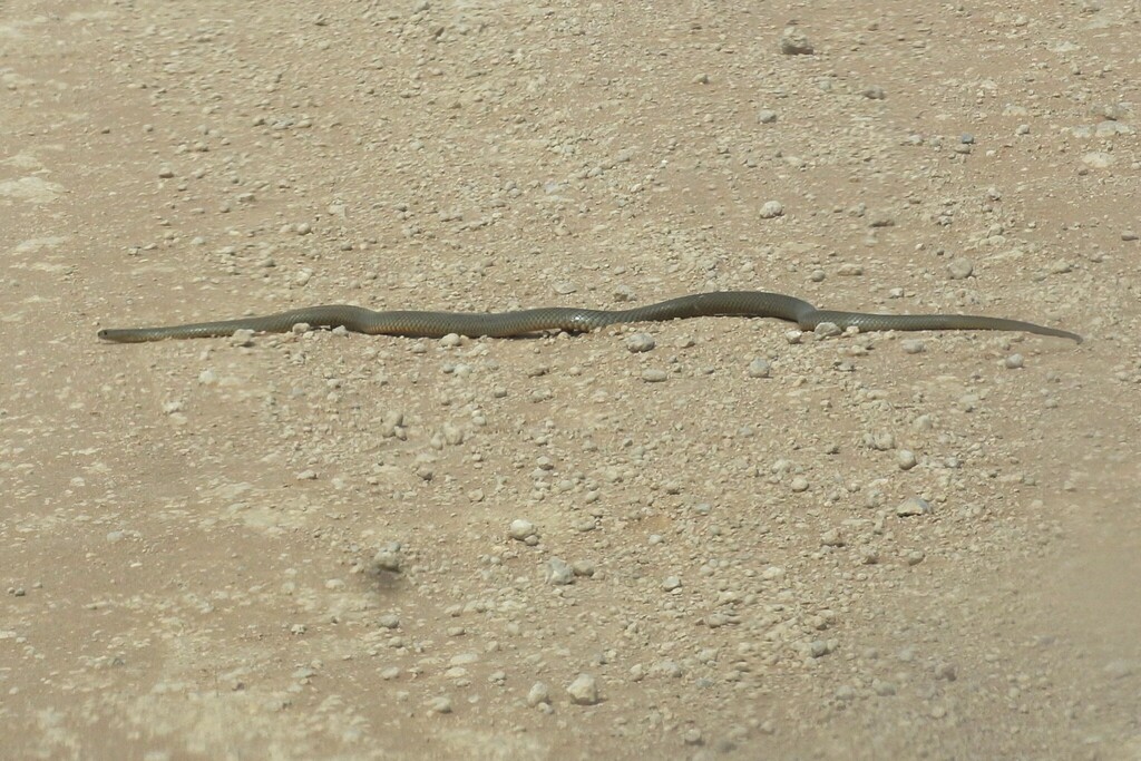 Eastern Brown Snake from Arumpo NSW 2715, Australia on November 16 ...