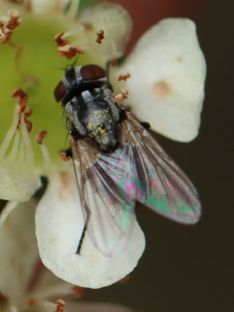 Flies from Blue Mountains Nat'l Park NSW 2787, Australia on November 26 ...