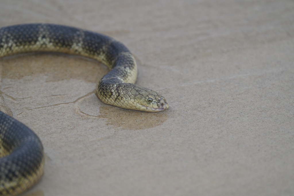 Greater Sea Snake from Moreton Island National Park and Recreation Area ...