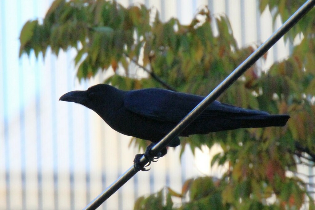 Japanese Crow from Yokoami, Sumida City, Tokyo 130-0015, Japan on ...