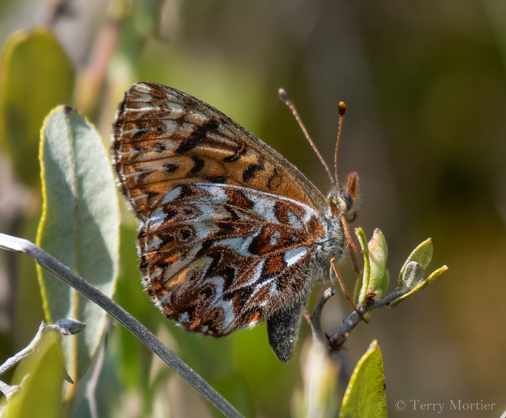 Freija Fritillary from Douglas County, WI, USA on June 4, 2023 at 03:13 ...