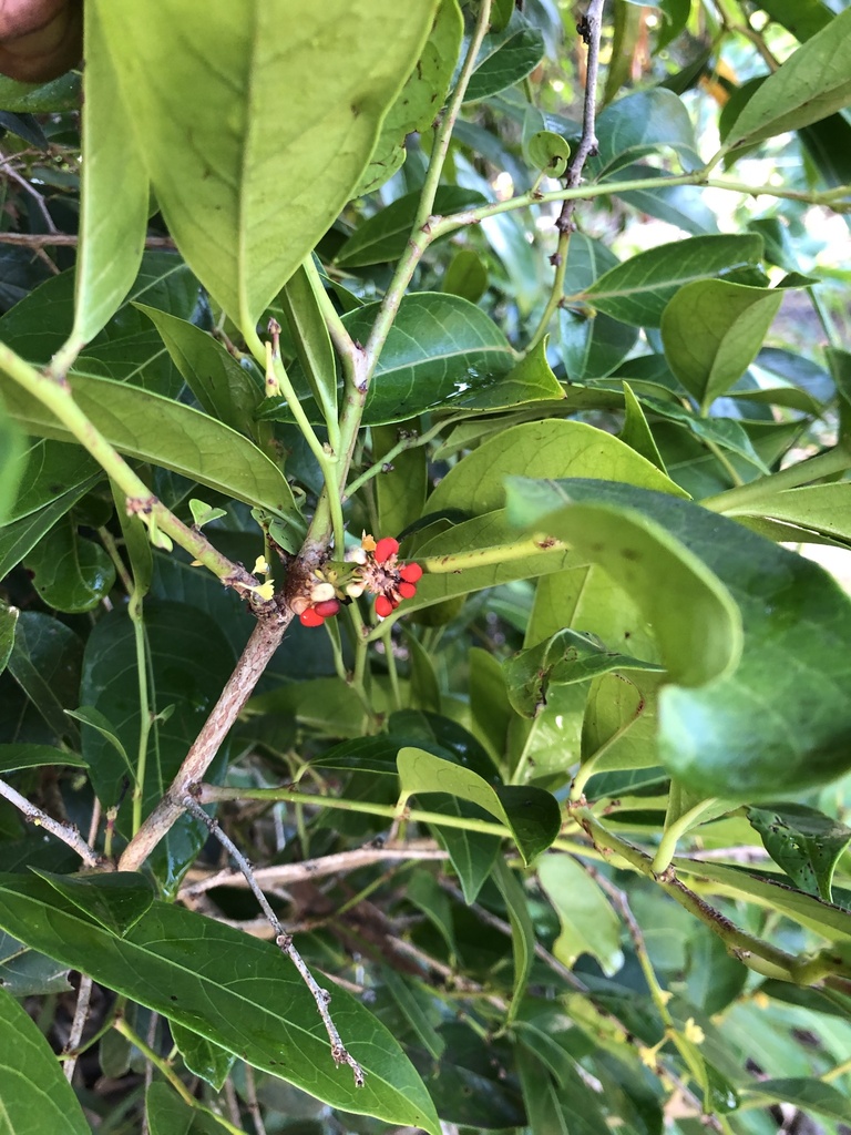 Cheese Tree from Bass Rd, Wondecla, QLD, AU on November 29, 2023 at 07: ...