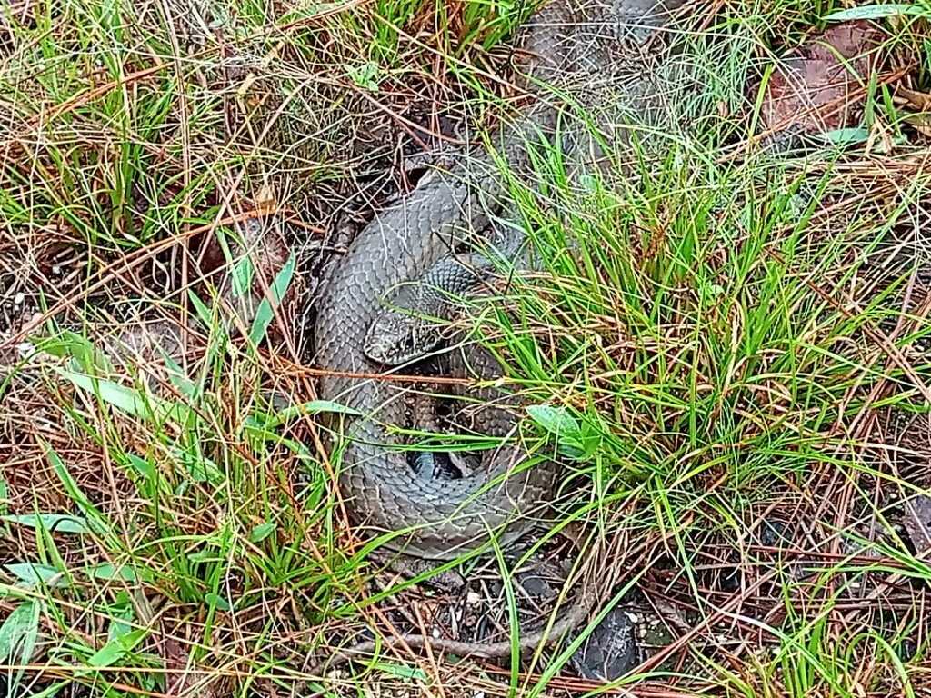 Neotropical Whip Snake from Chilapa de Álvarez, Gro., México on October ...