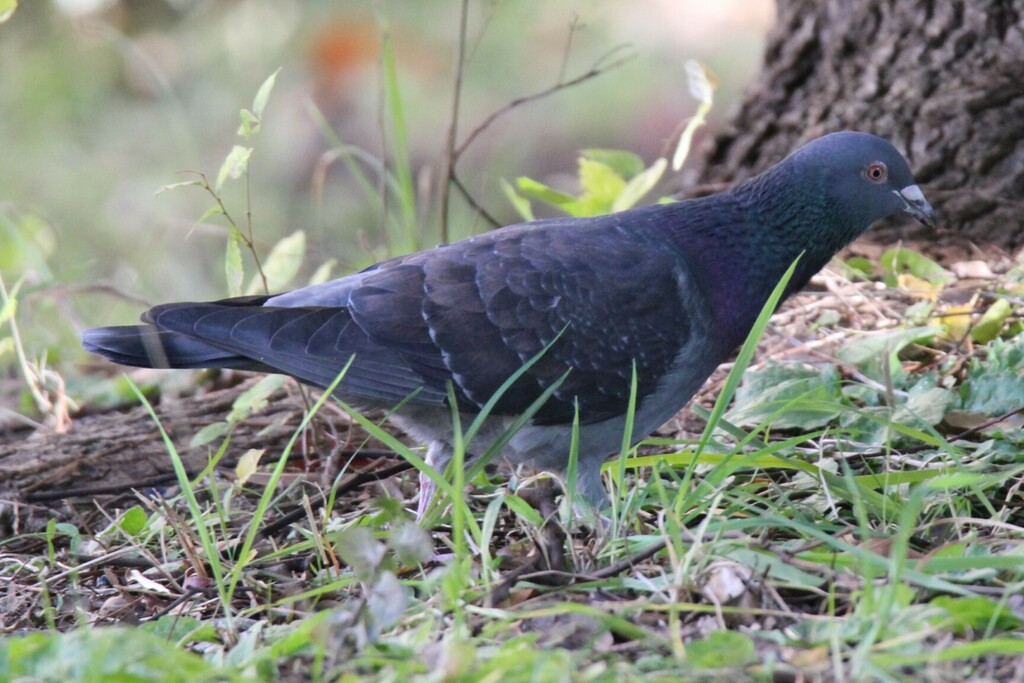 Feral Pigeon from Kiyosumi, Koto City, Tokyo 135-0024, Japan on ...