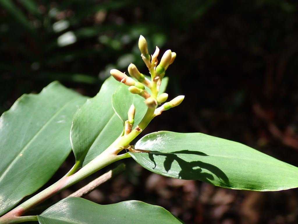 dwarf ginger from Nambucca, AU-NS, AU on November 24, 2023 at 03:13 PM ...