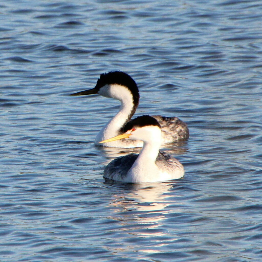 Western Grebe from San Joaquin Marsh, Irvine, CA 92612, USA on November ...