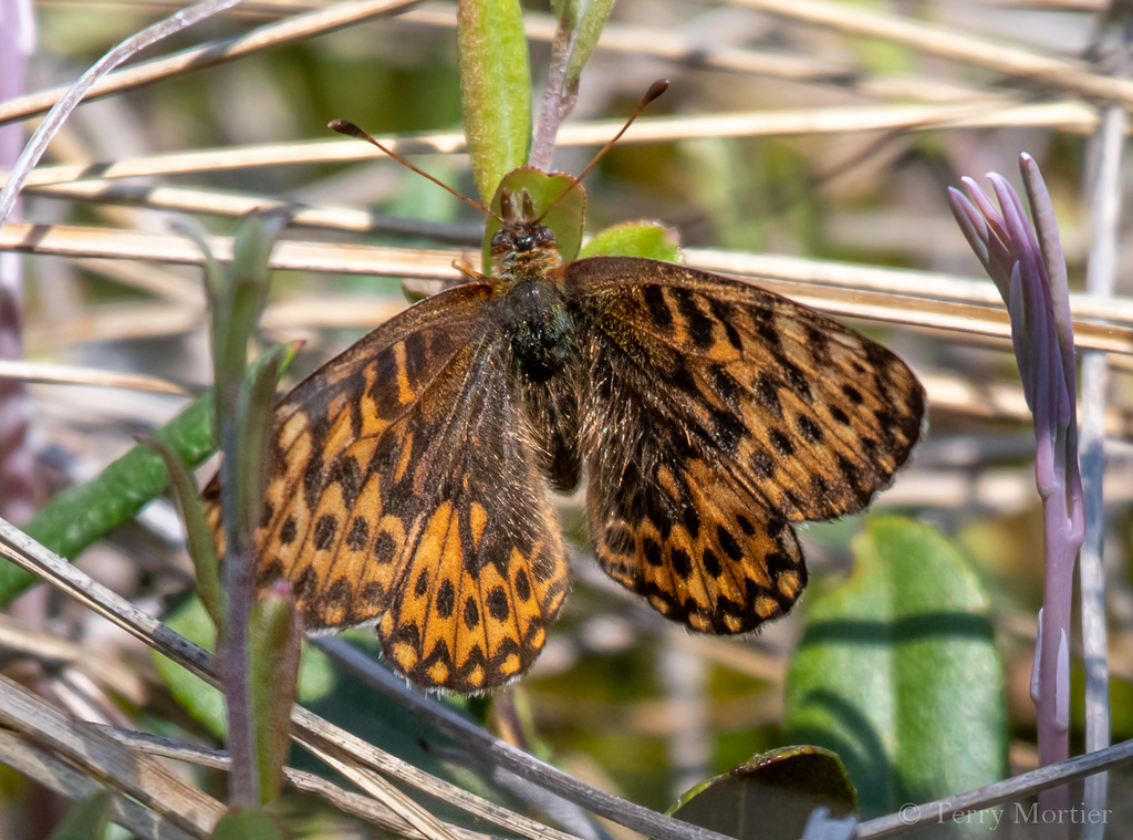 Freija Fritillary from Douglas County, WI, USA on June 4, 2023 at 03:03 ...