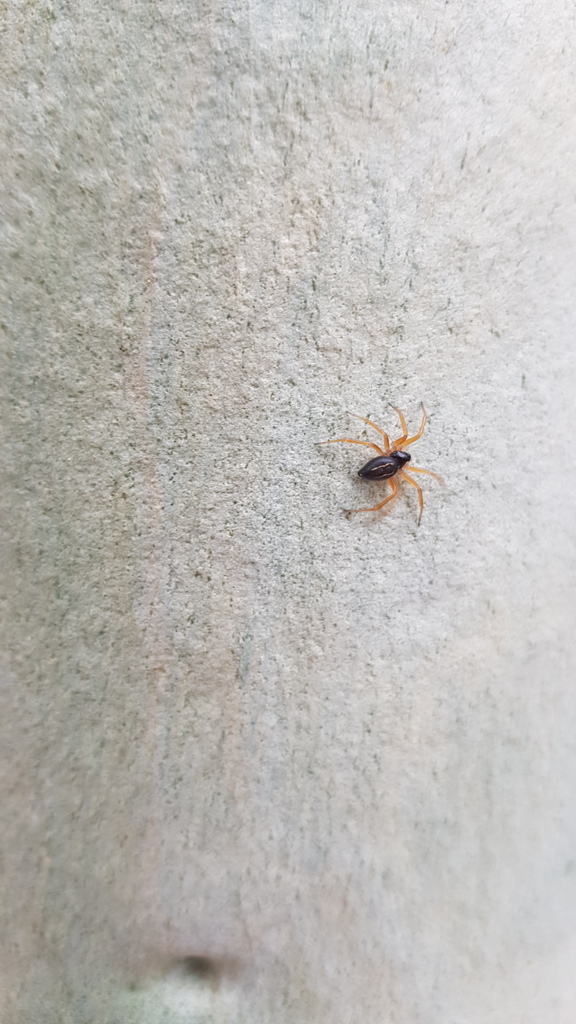Superb Ant-eater Spider from Sydney NSW, Australia on November 21, 2023 ...
